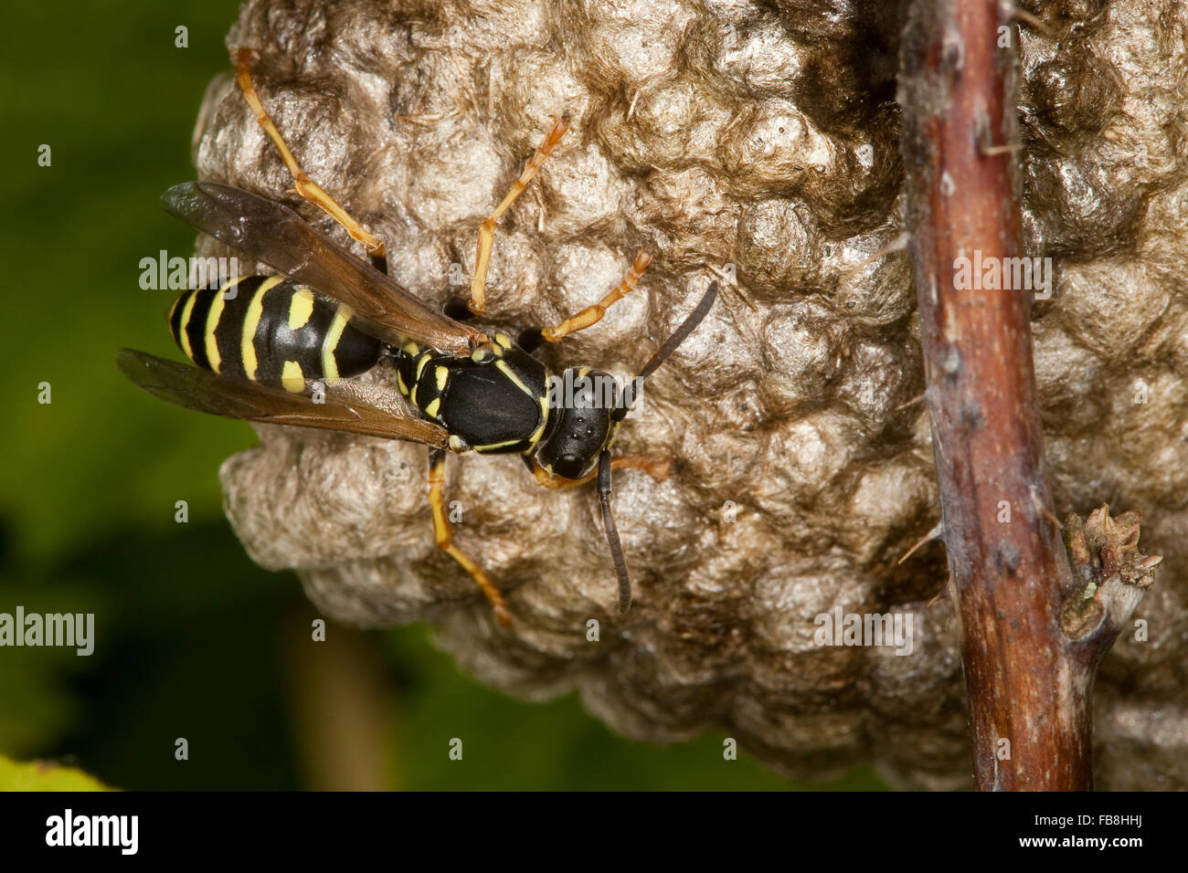 Polistine-Wespe, Wespen verschachteln, Vespiary, Heidefeldwespe ...