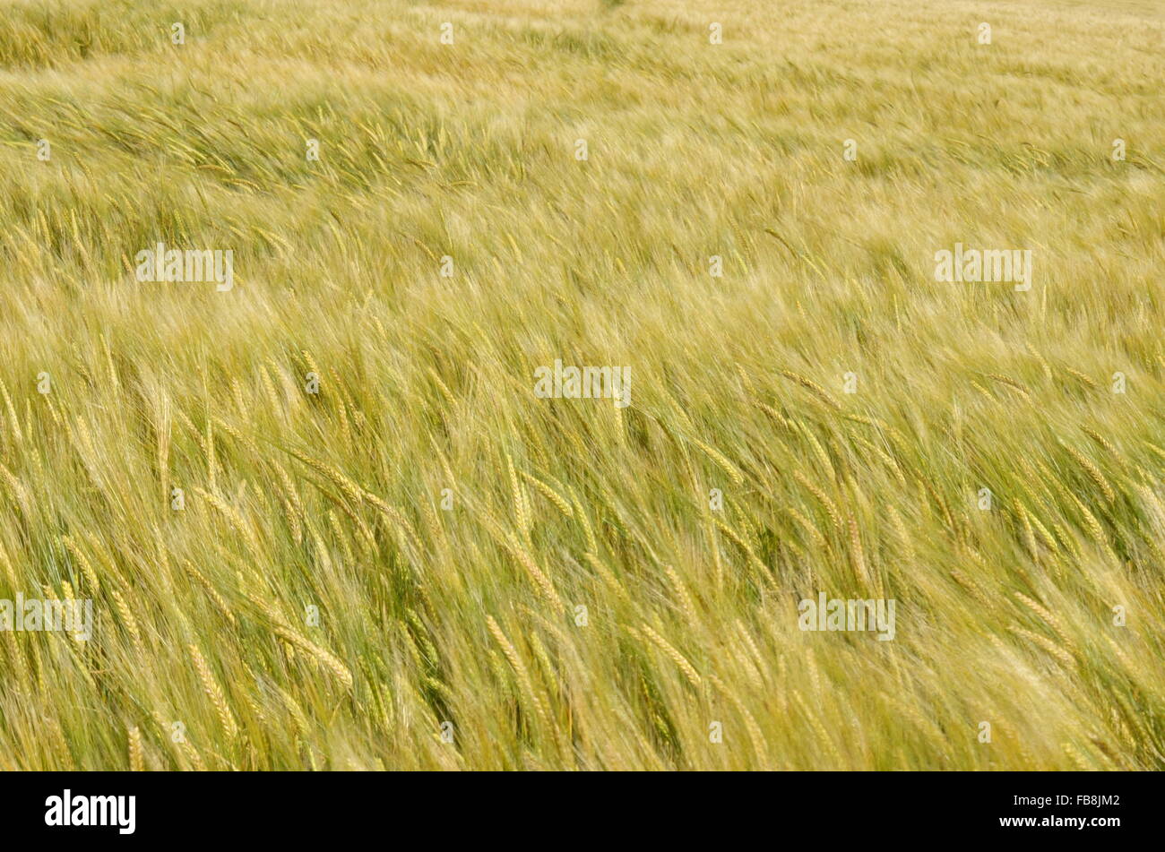 Reifendes weizenfeld -Fotos und -Bildmaterial in hoher Auflösung – Alamy