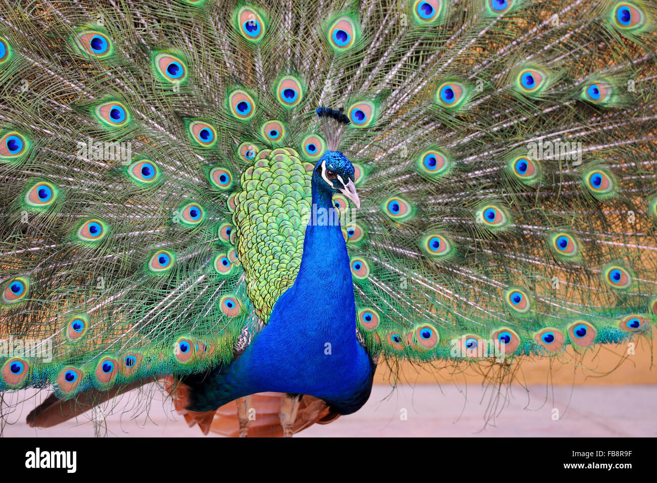 Männlicher pfau -Fotos und -Bildmaterial in hoher Auflösung – Alamy