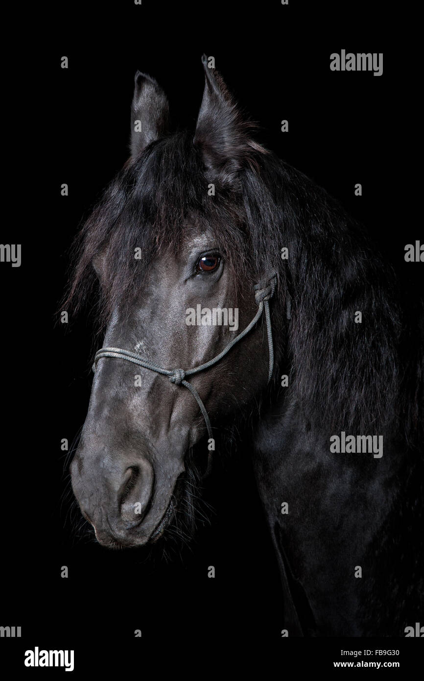 Friese pferd -Fotos und -Bildmaterial in hoher Auflösung – Alamy