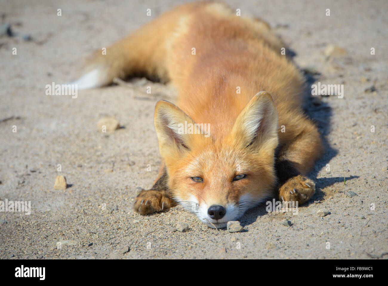 Fuchs Der Fuchs Stockfotos und -bilder Kaufen - Alamy