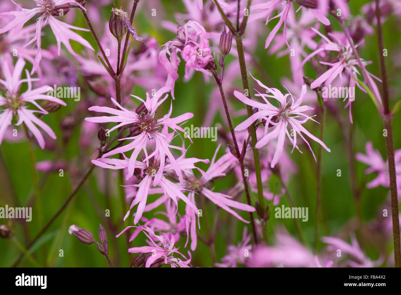 Ragged Robin Ragged Robin, Kuckucks-Lichtnelke, Kuckuckslichtnelke ...