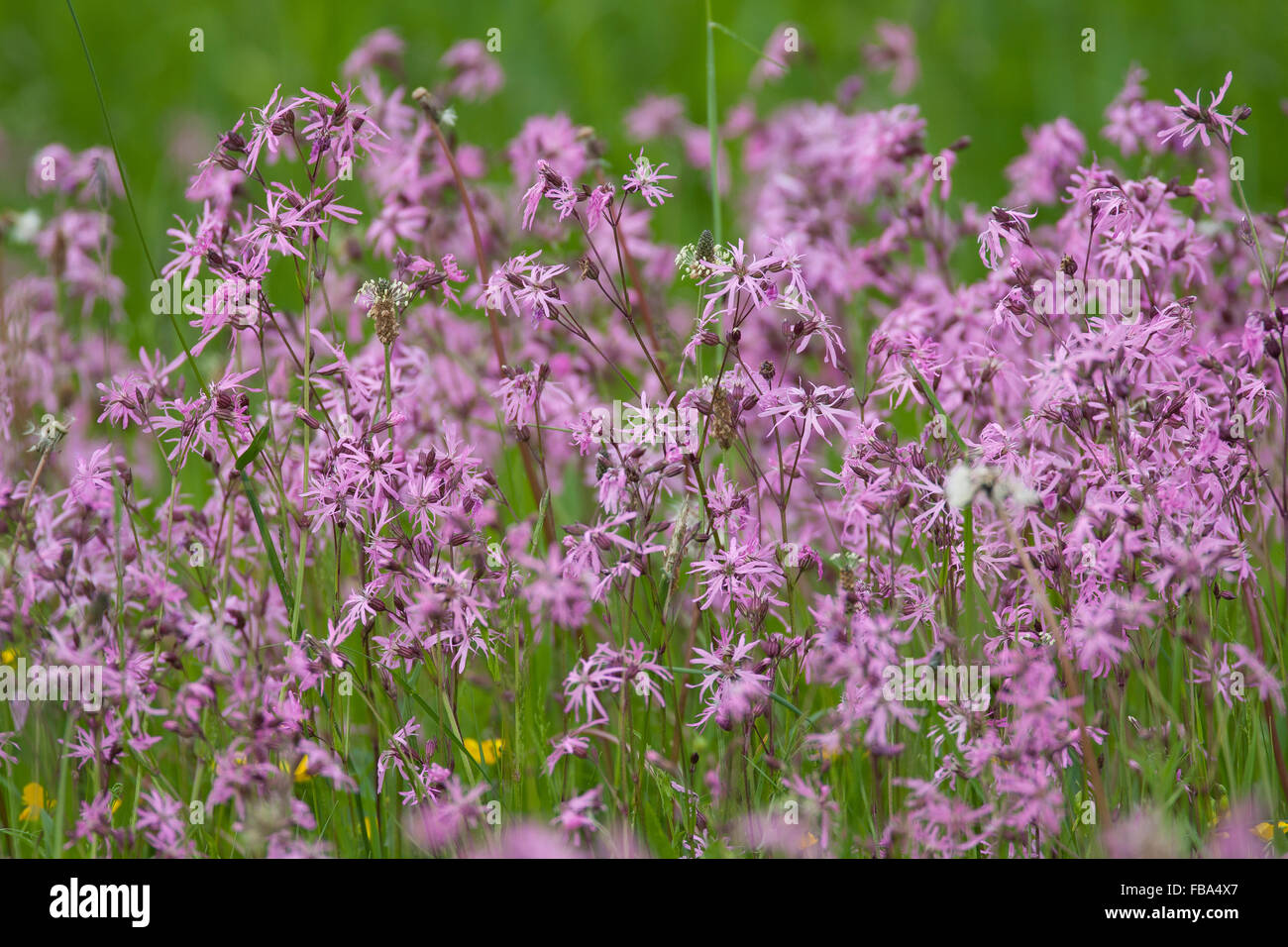 Ragged Robin Ragged Robin, Kuckucks-Lichtnelke, Kuckuckslichtnelke ...