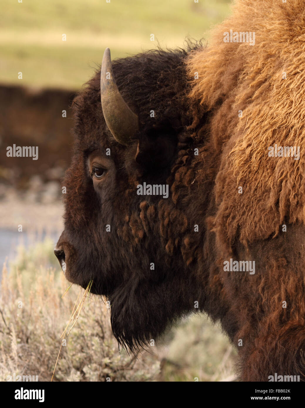 Bison essen -Fotos und -Bildmaterial in hoher Auflösung – Alamy