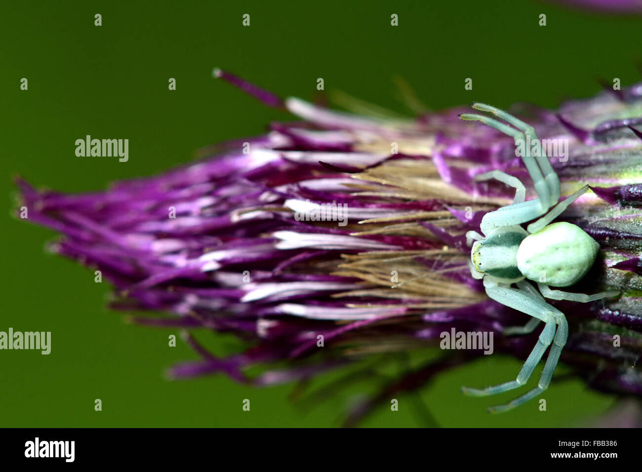 Krabben Sie-Spinne (Misumena Vatia) auf Distel. Eine markante Arachnid ...