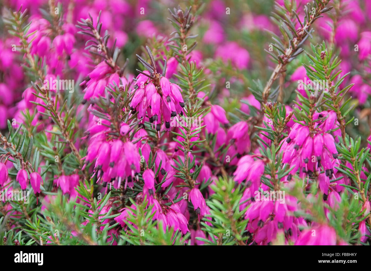 Heide erika -Fotos und -Bildmaterial in hoher Auflösung – Alamy