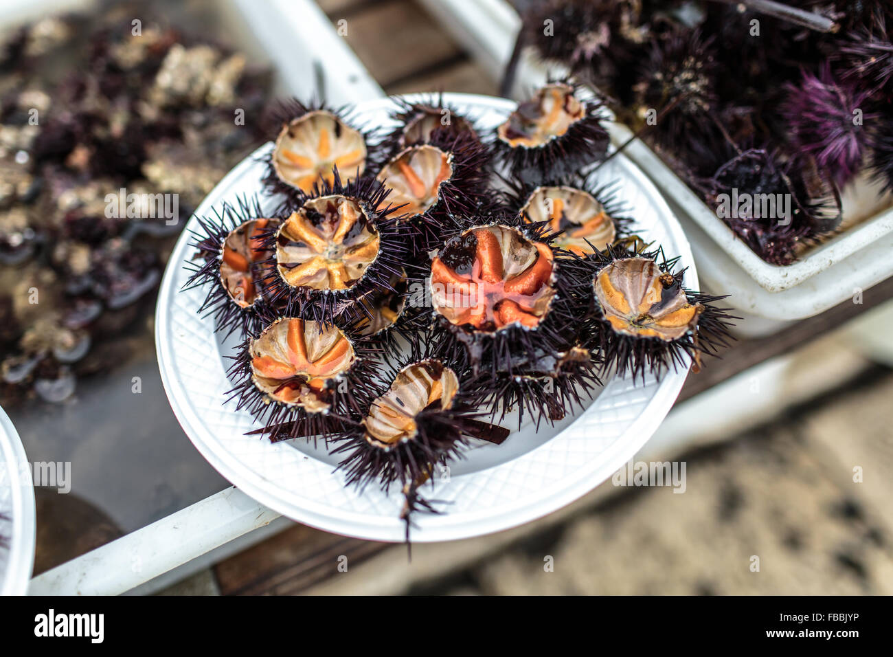 Seeigel auf Verkauf durch den Fischerhafen in der Region Bari, Apulien ...