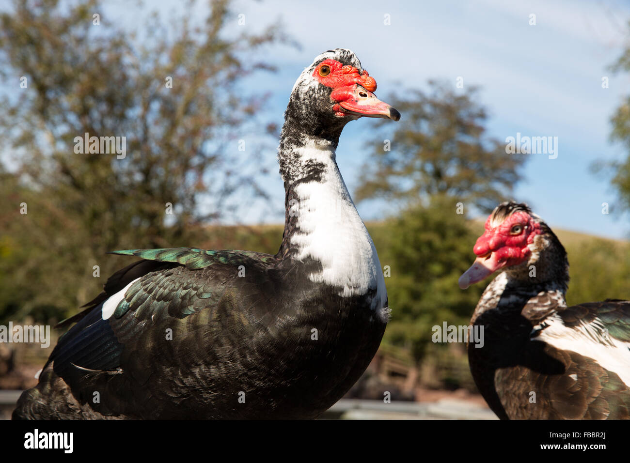 Wildente ente -Fotos und -Bildmaterial in hoher Auflösung – Alamy