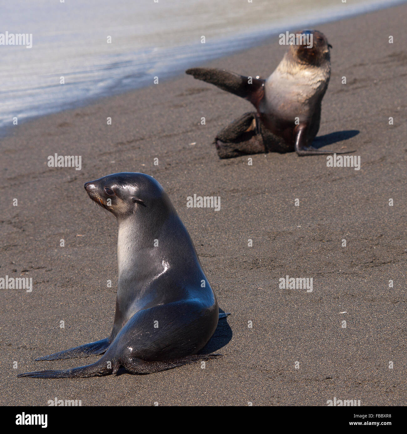 Animal waving -Fotos und -Bildmaterial in hoher Auflösung – Alamy