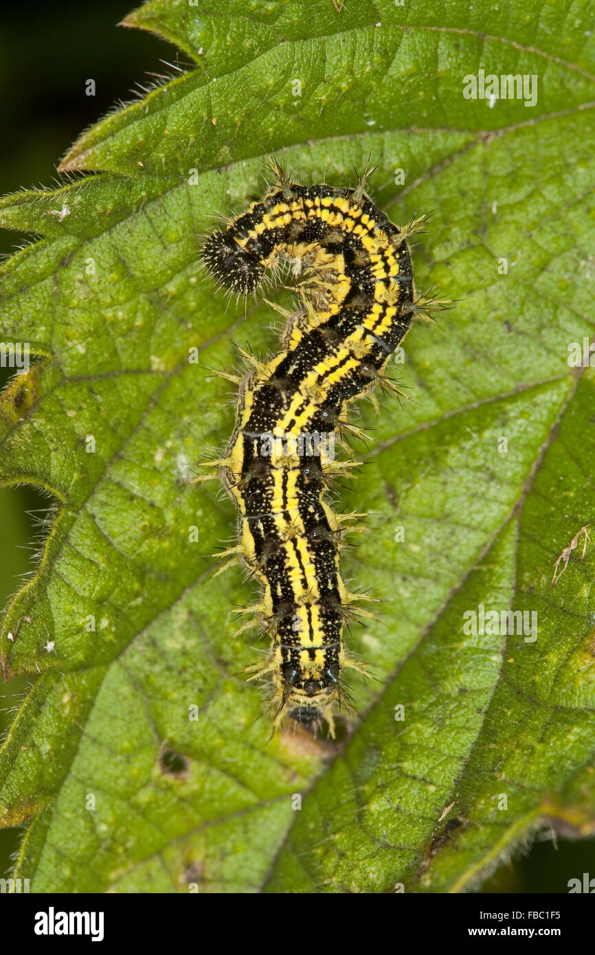Kleiner Fuchs, Raupe, Kleiner Fuchs, Raupen, Raupe Frisst eine ...