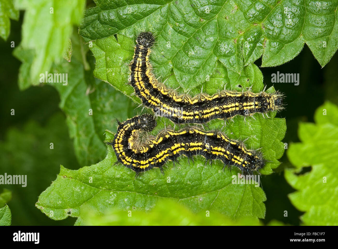 Kleiner Fuchs, Raupe, Kleiner Fuchs, Raupen, Raupe Frisst eine ...