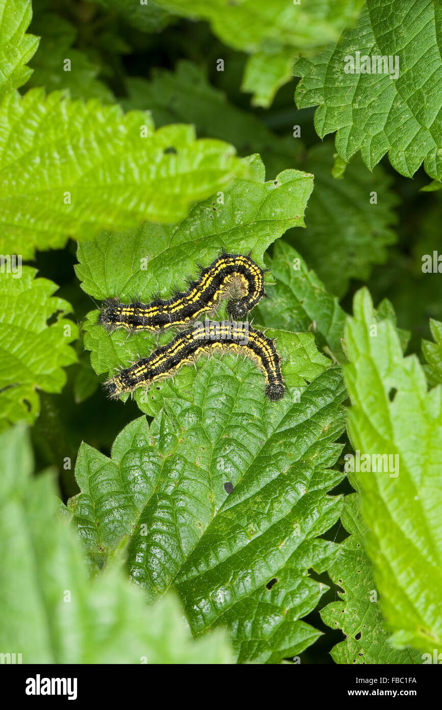 Kleiner Fuchs, Raupe, Kleiner Fuchs, Raupen, Raupe Frisst eine ...