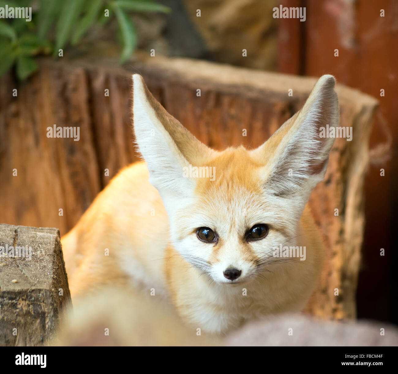 Fennekus zerda -Fotos und -Bildmaterial in hoher Auflösung – Alamy