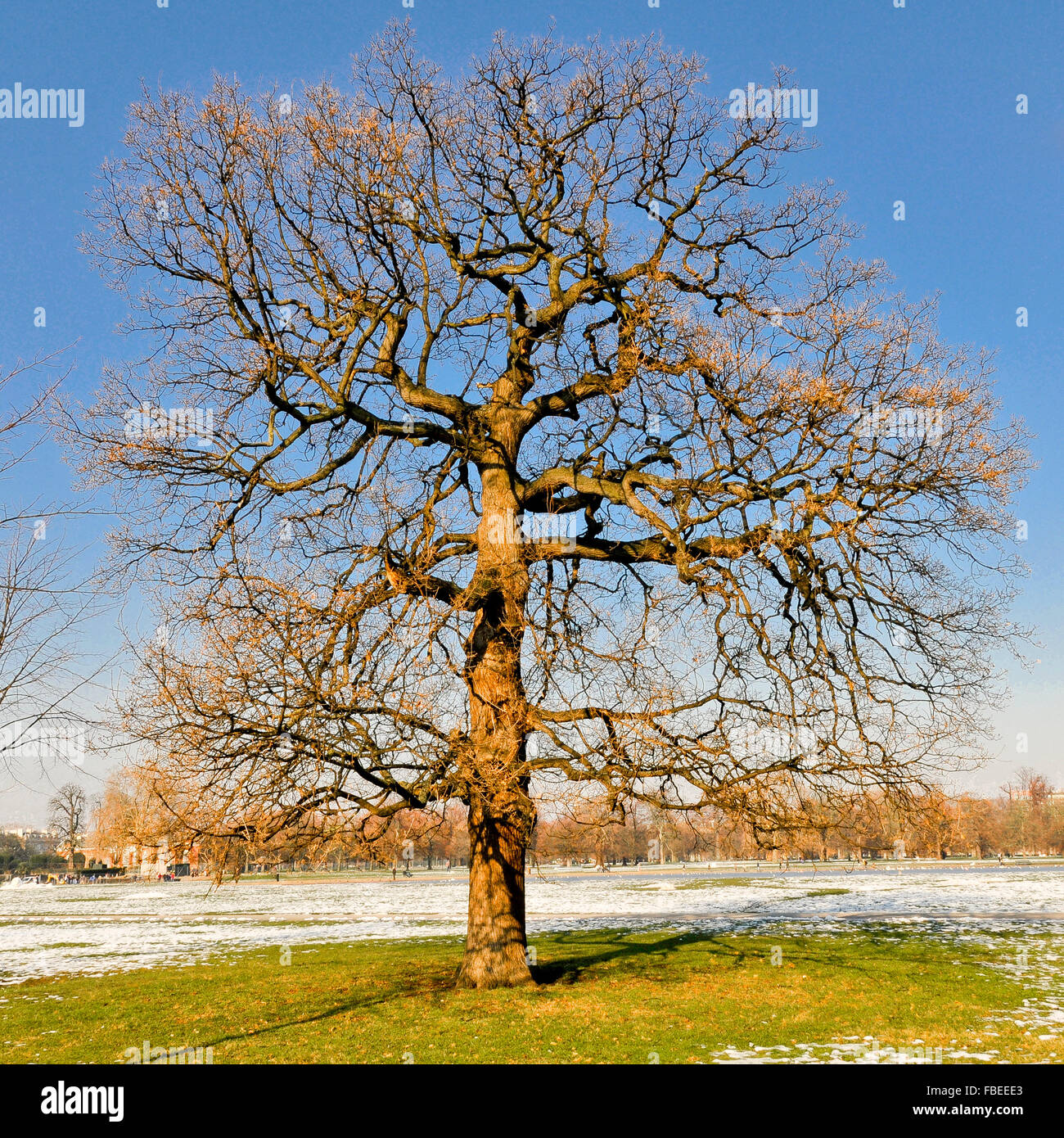 Sweet chestnut tree in winter -Fotos und -Bildmaterial in hoher ...