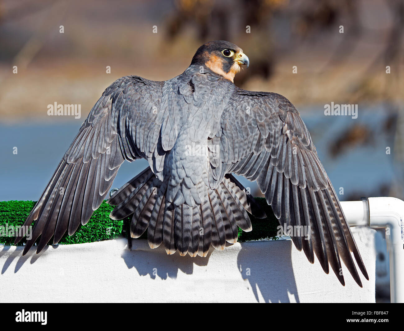 Barbary falcon -Fotos und -Bildmaterial in hoher Auflösung – Alamy