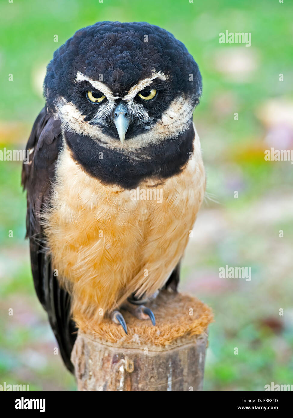 Brillen eule -Fotos und -Bildmaterial in hoher Auflösung – Alamy