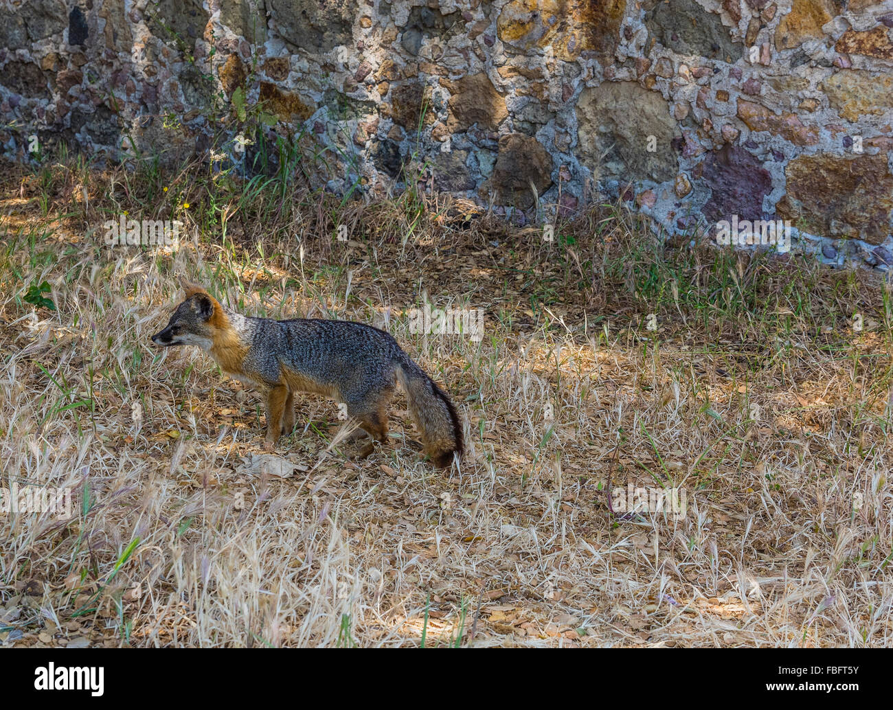 Insel graufuchs -Fotos und -Bildmaterial in hoher Auflösung – Alamy