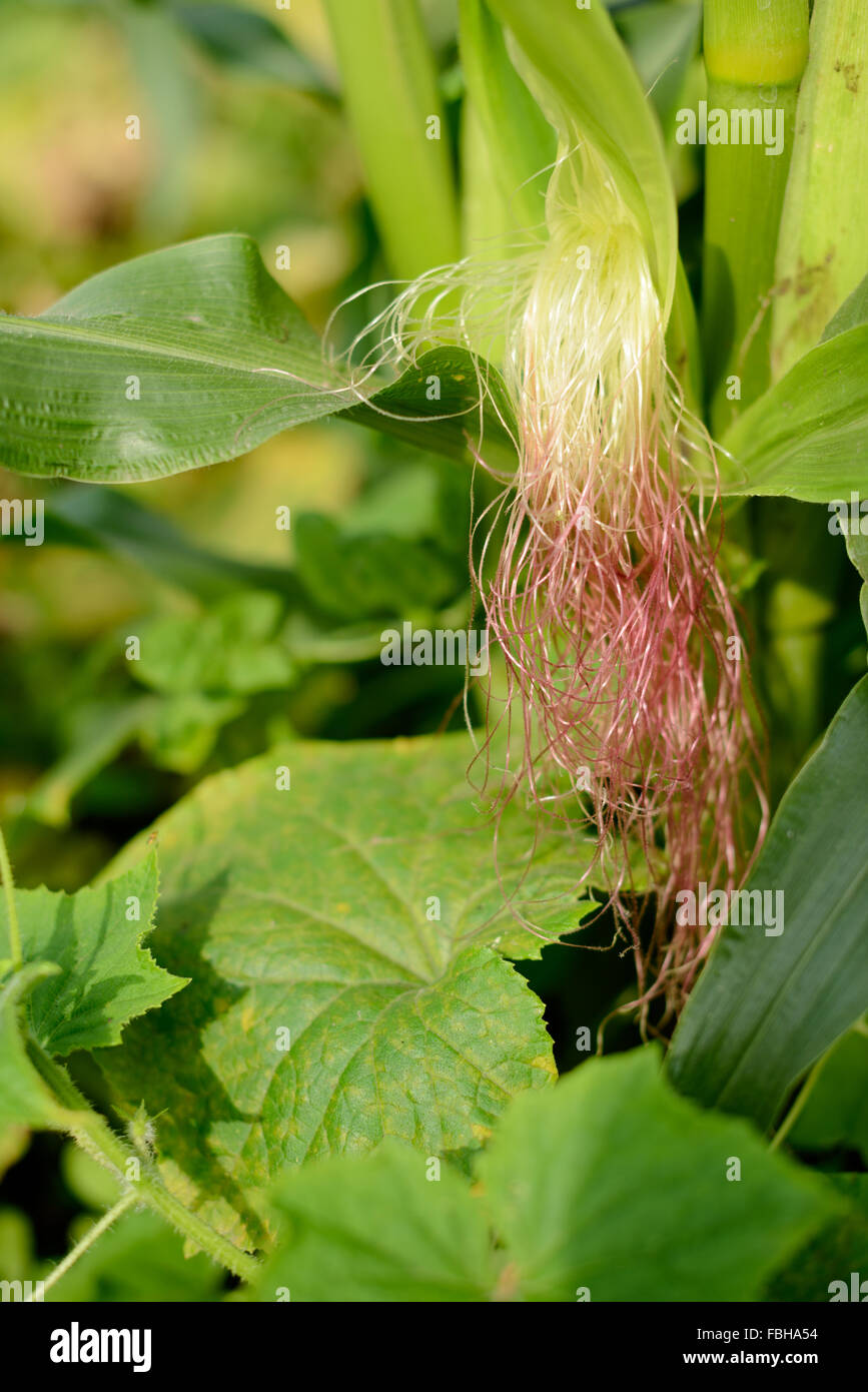 Mais pflanze -Fotos und -Bildmaterial in hoher Auflösung – Alamy