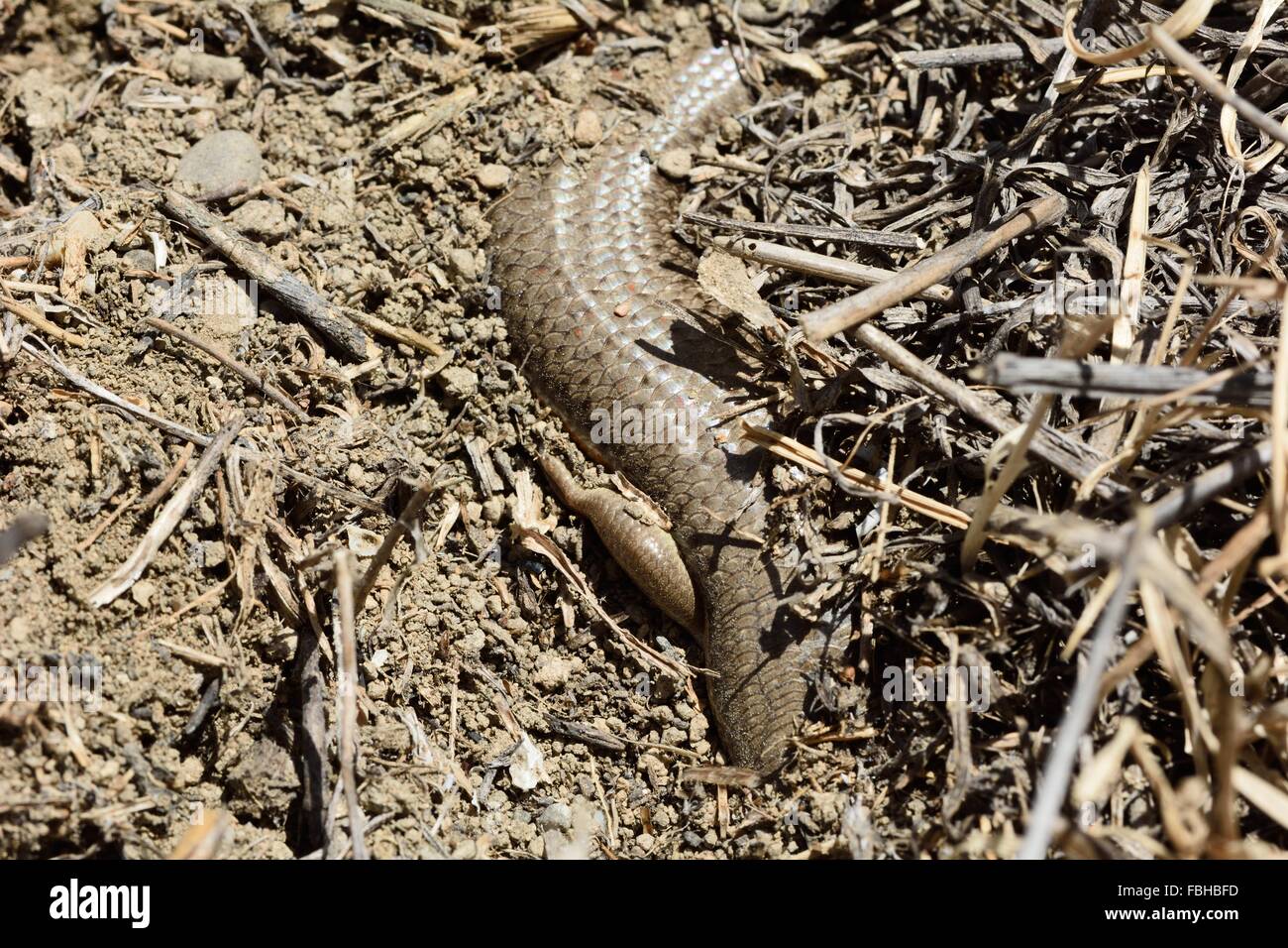 Schneiders skink -Fotos und -Bildmaterial in hoher Auflösung – Alamy