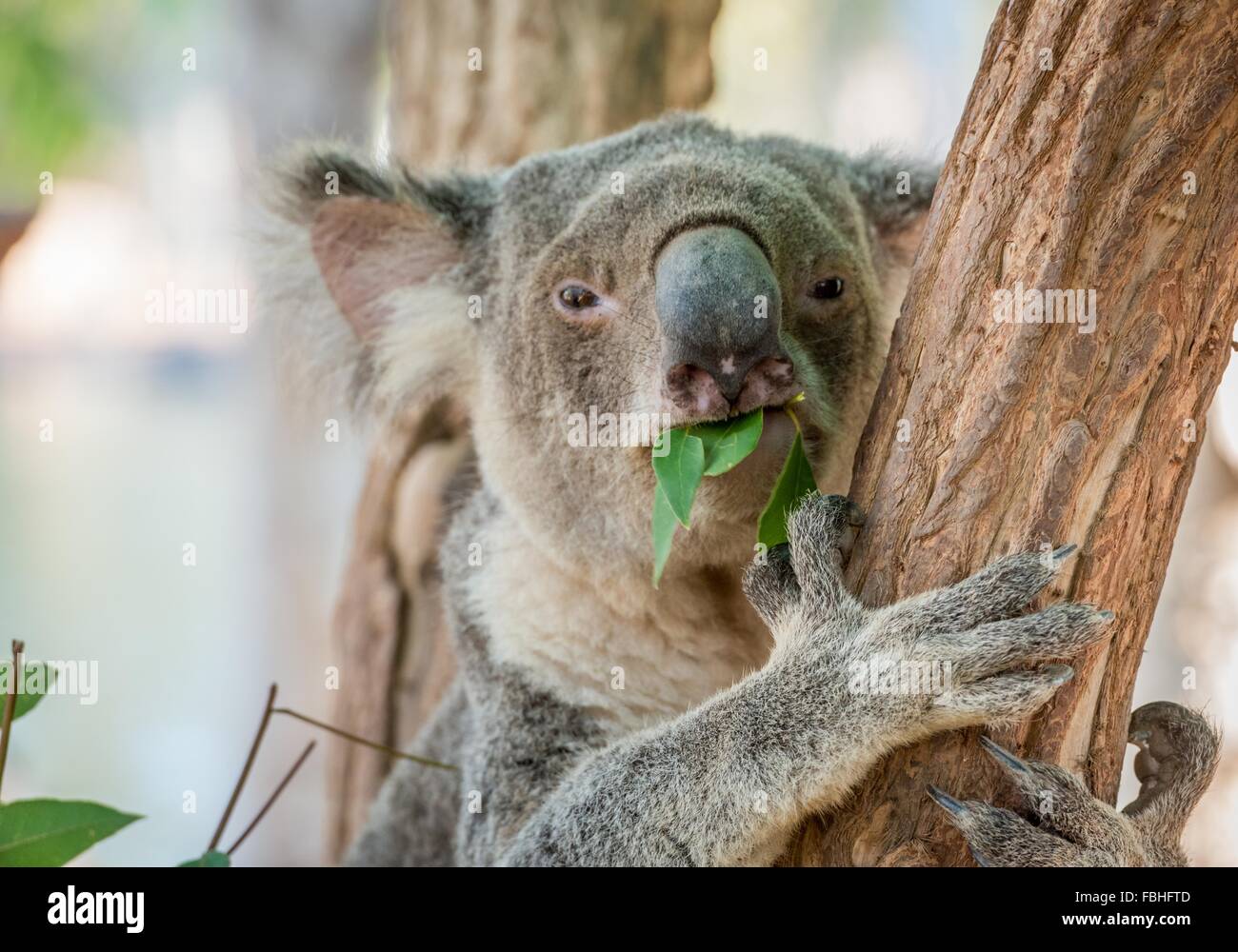 Koala Eating Stockfotos und -bilder Kaufen - Alamy