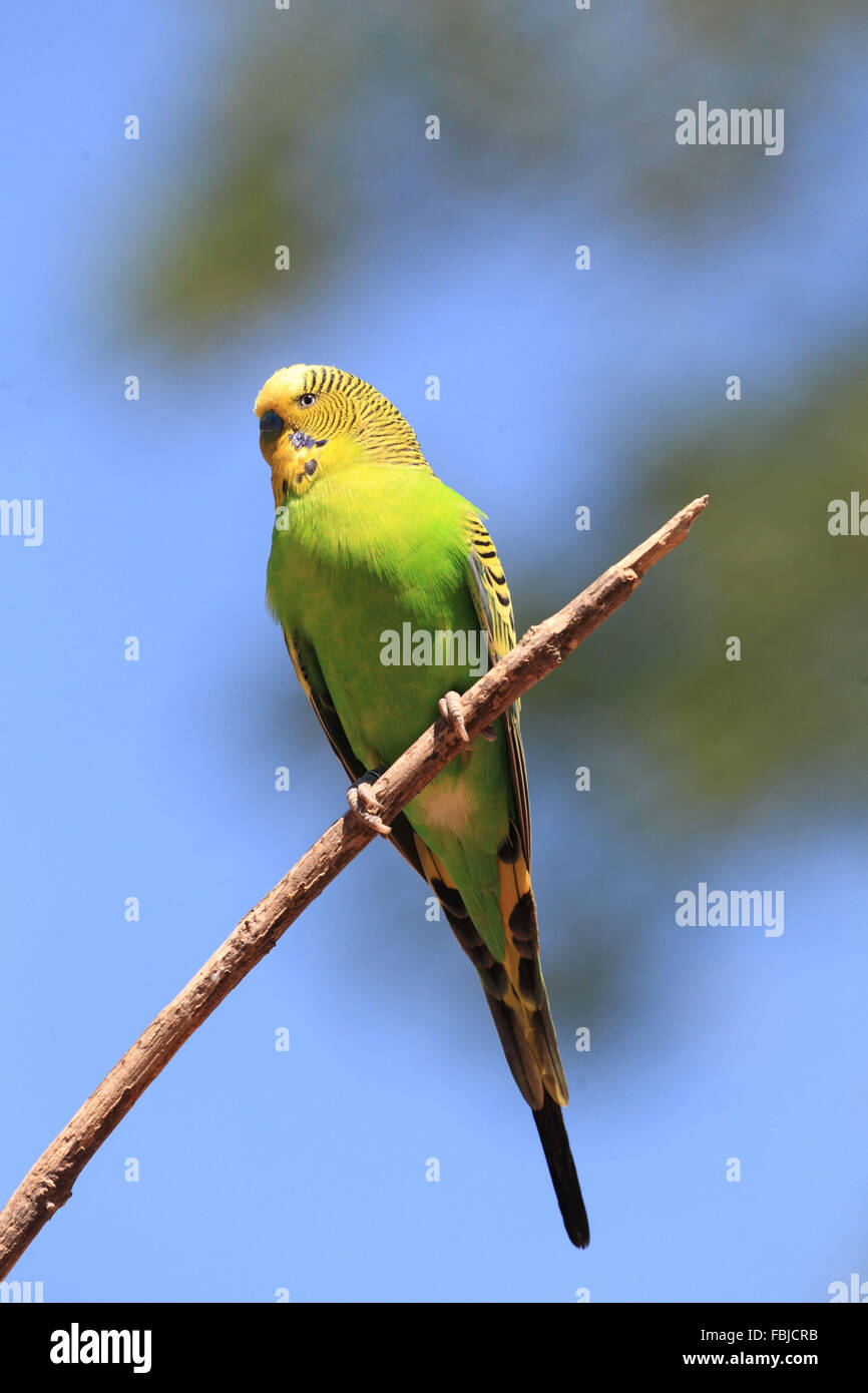 Wellensittich hocken auf einem Ast, Melopsittacus undulatus ...
