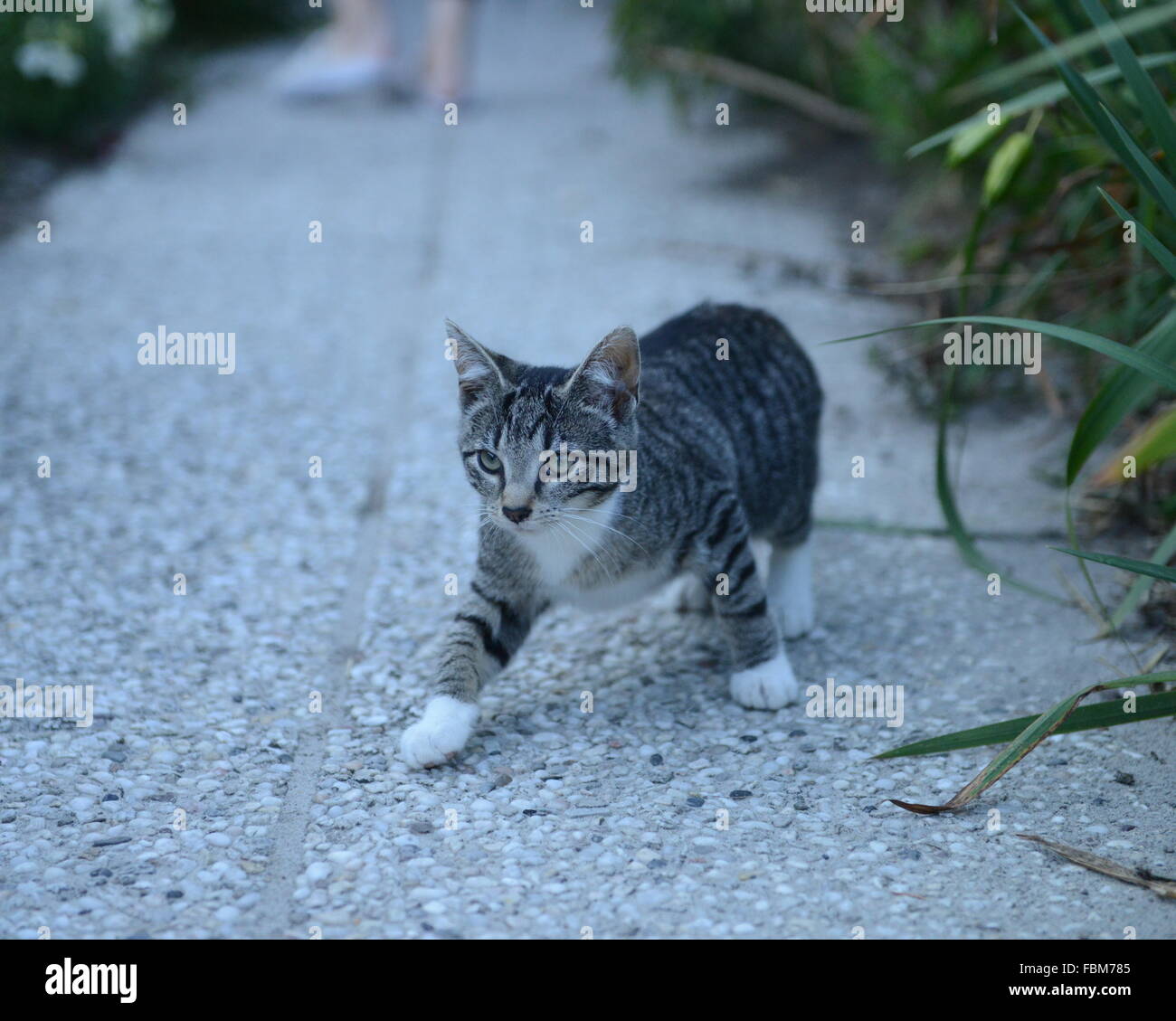 Katze schleicht sich -Fotos und -Bildmaterial in hoher Auflösung – Alamy