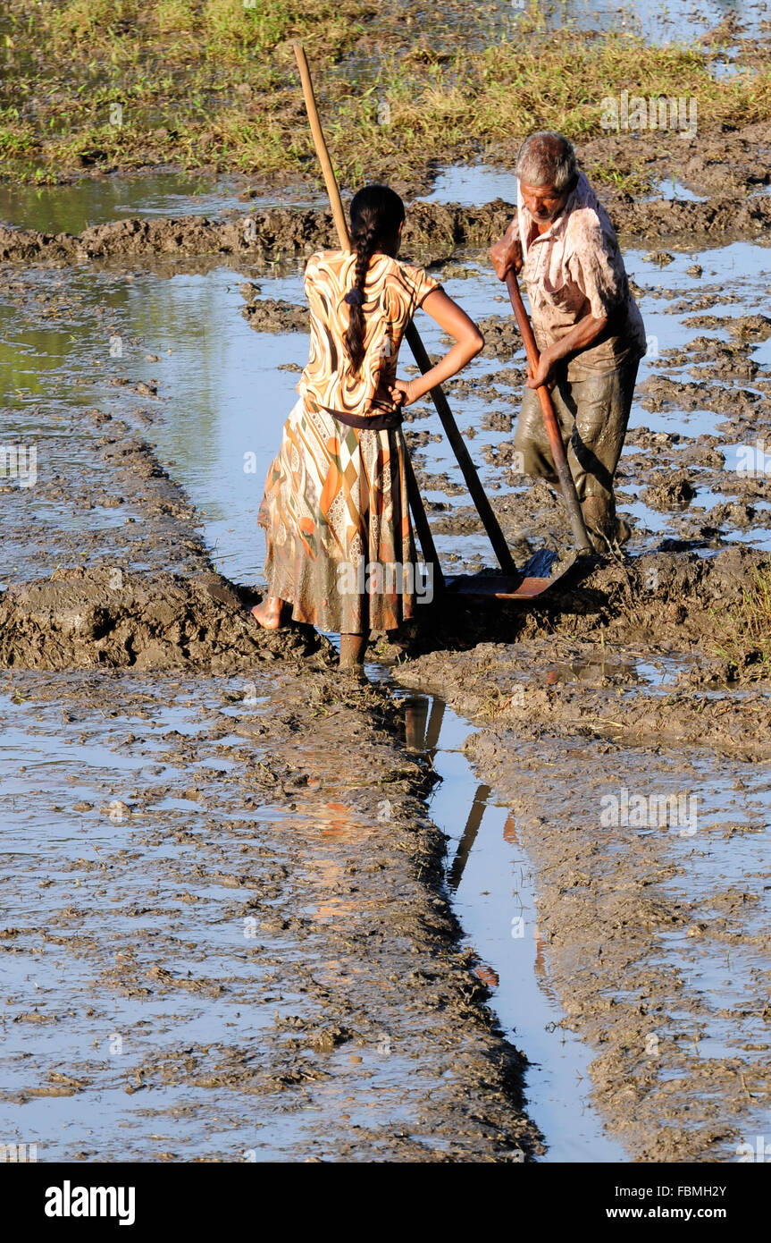 Sri Lankans Vorbereitung das Reisfeld Stockfotografie - Alamy