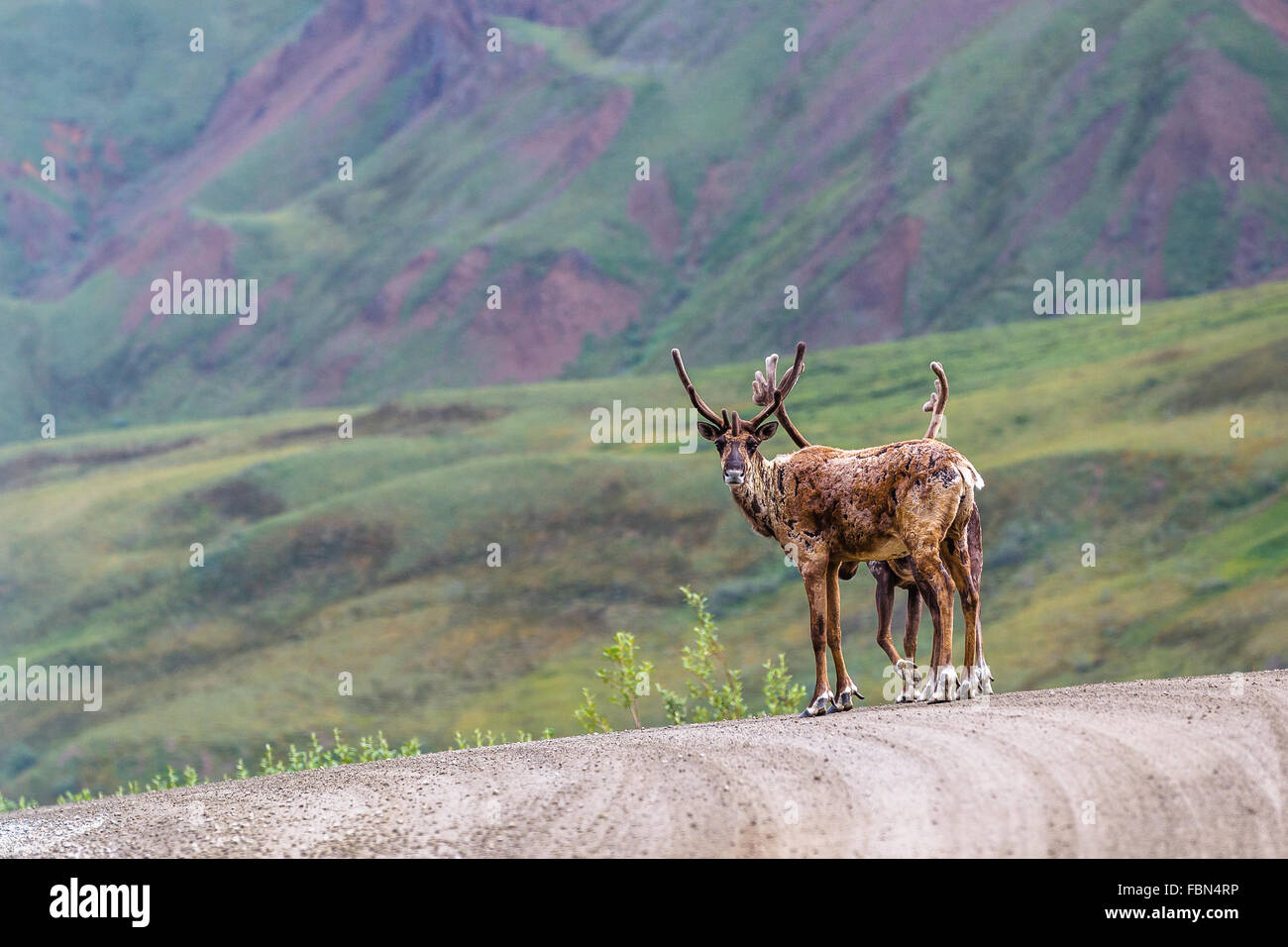 Unfruchtbares land karibu -Fotos und -Bildmaterial in hoher Auflösung – Alamy