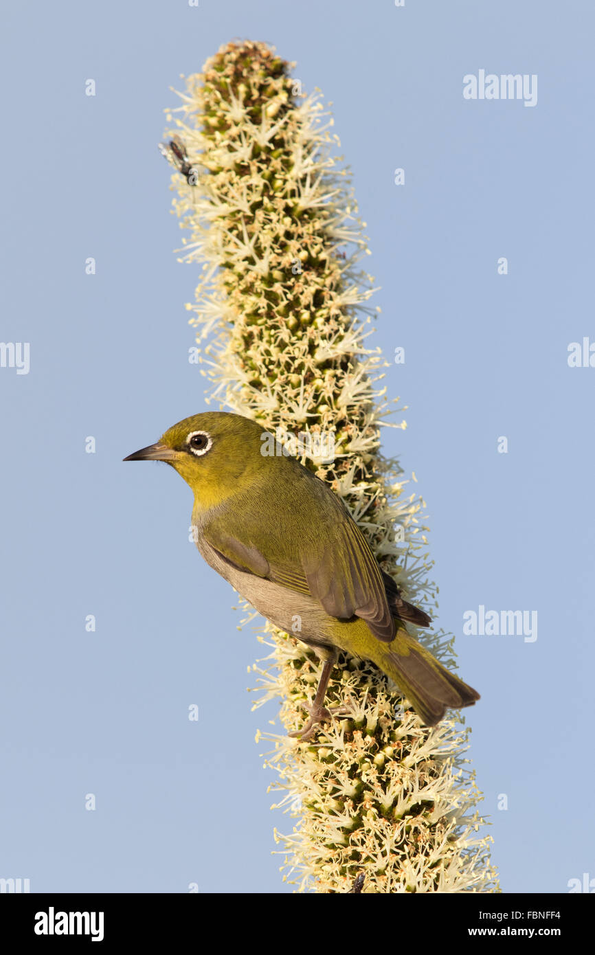 Zosterops lateralis lateralis -Fotos und -Bildmaterial in hoher ...