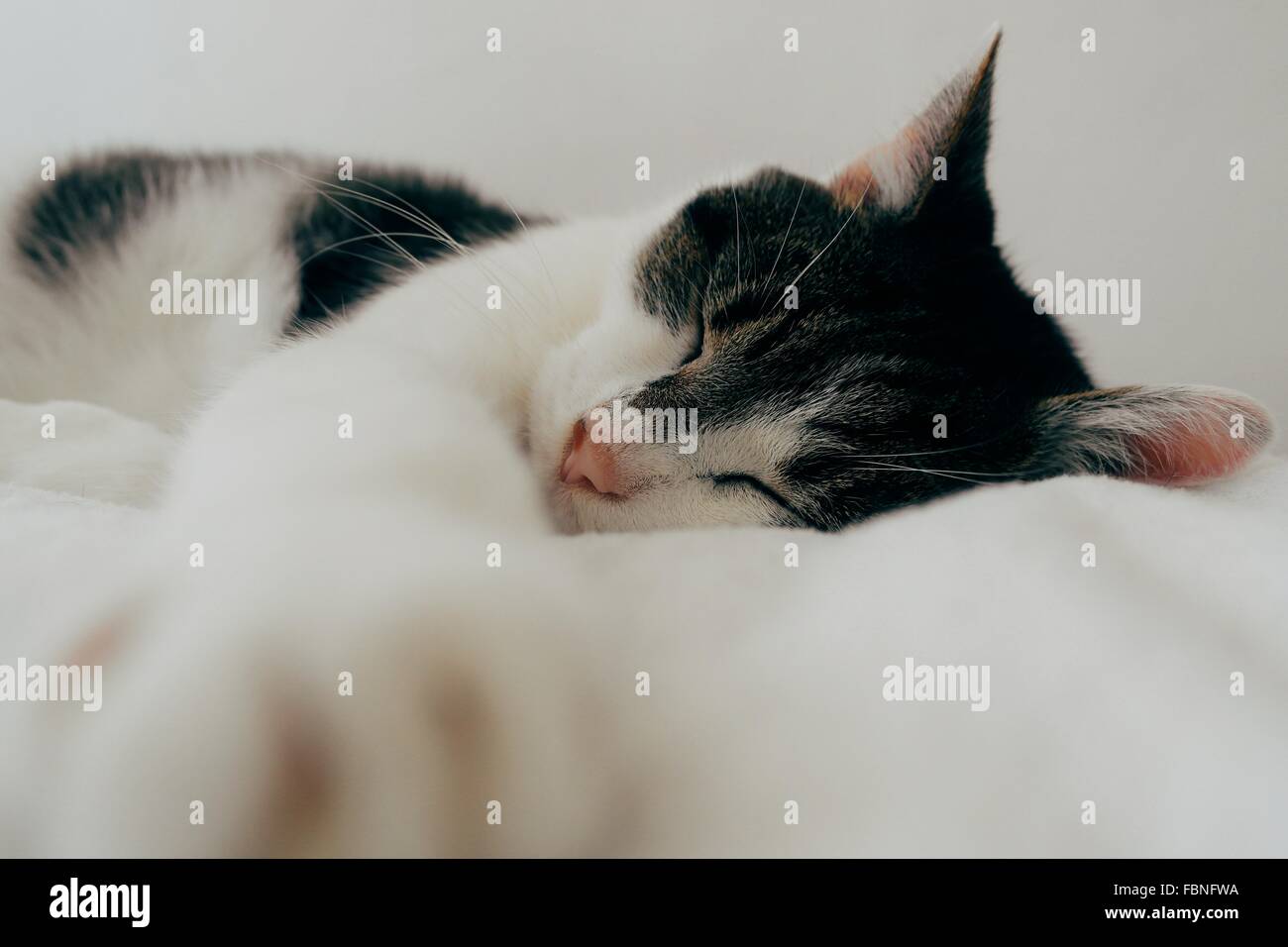 Katze liegt auf der seite -Fotos und -Bildmaterial in hoher Auflösung ...
