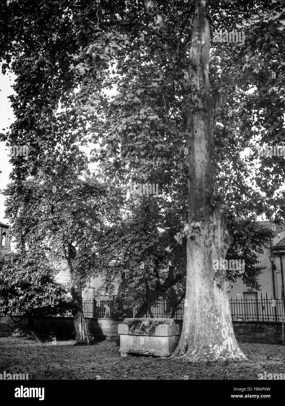 Arbol en parque Stockfotos und -bilder Kaufen - Alamy