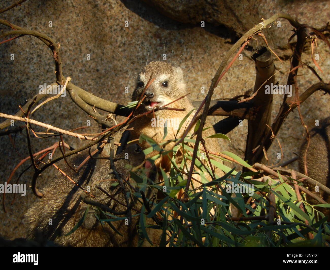 Wilde tiere inm wald -Fotos und -Bildmaterial in hoher Auflösung – Alamy