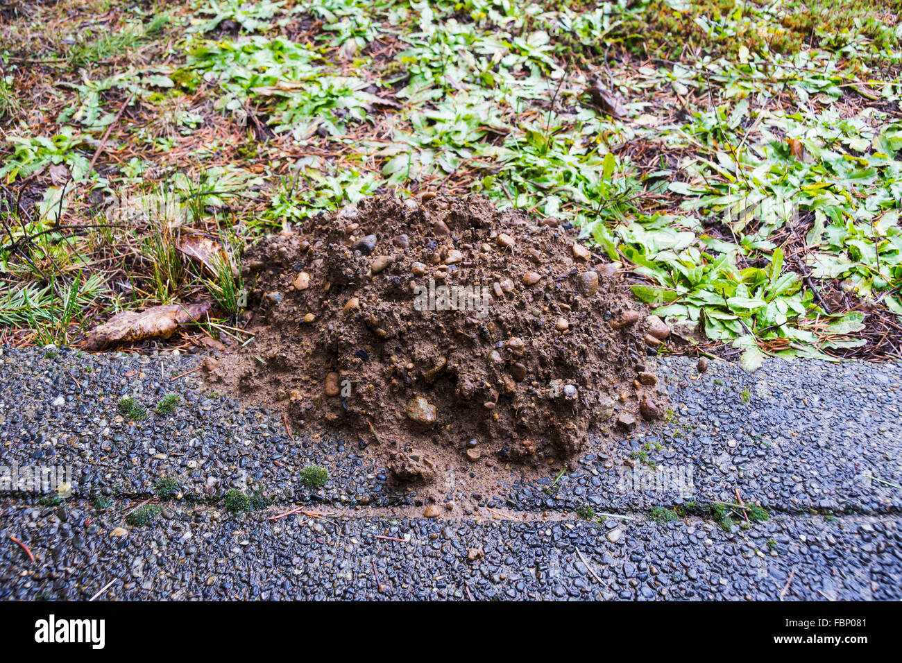 Tunnel unter dem rasen -Fotos und -Bildmaterial in hoher Auflösung – Alamy