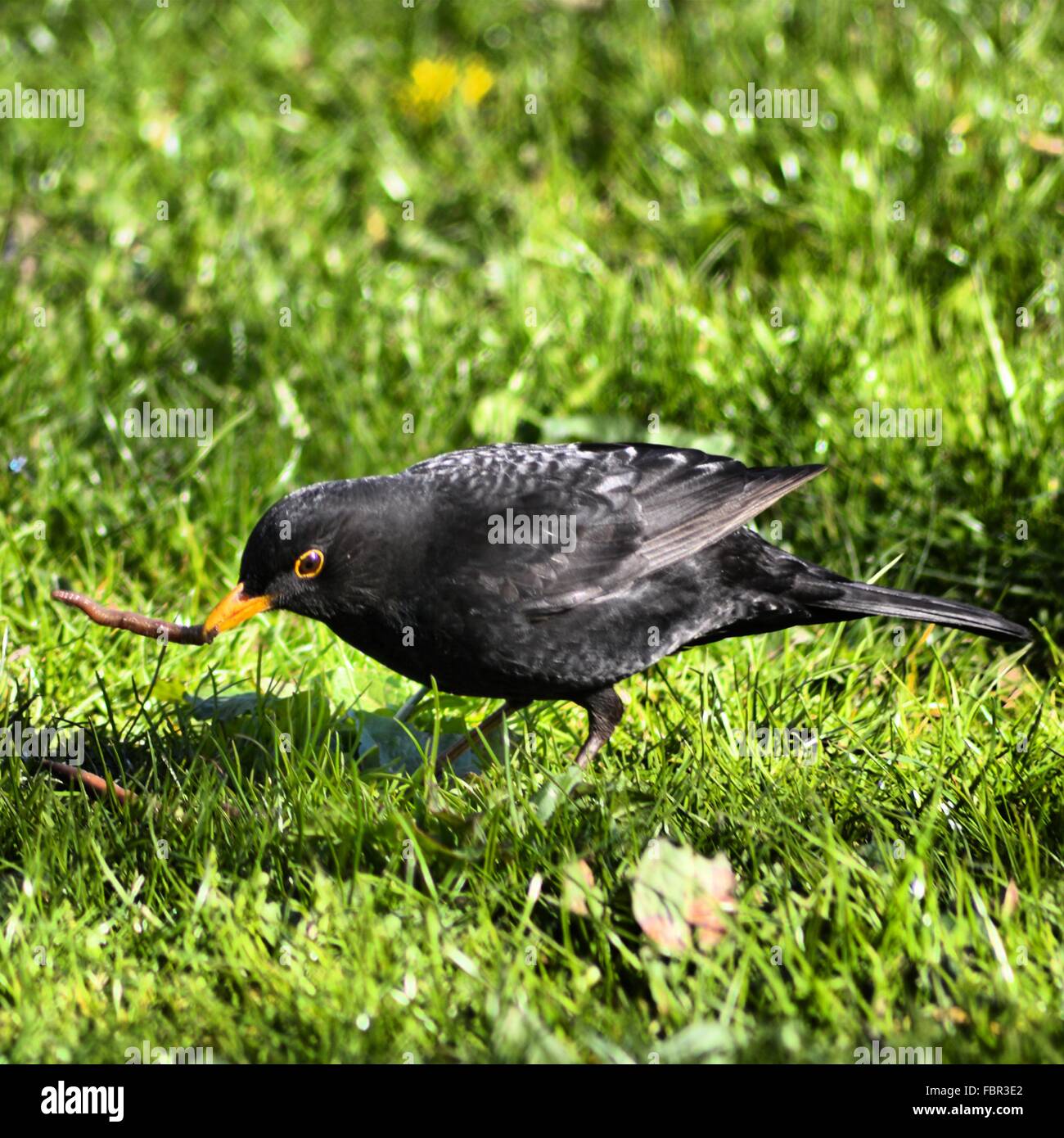 Vogel, der wurm isst -Fotos und -Bildmaterial in hoher Auflösung – Alamy