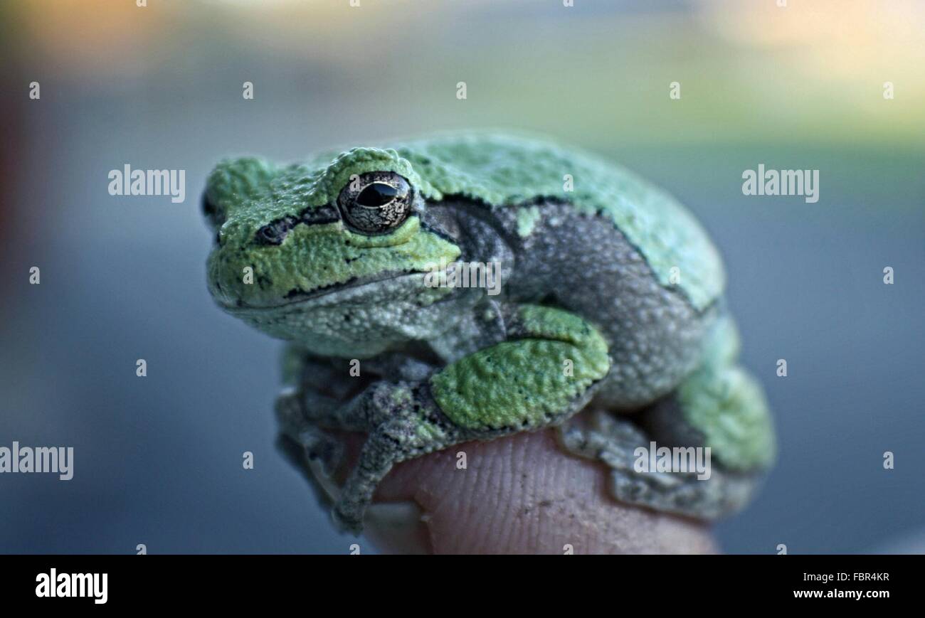 Frosch am finger -Fotos und -Bildmaterial in hoher Auflösung – Alamy