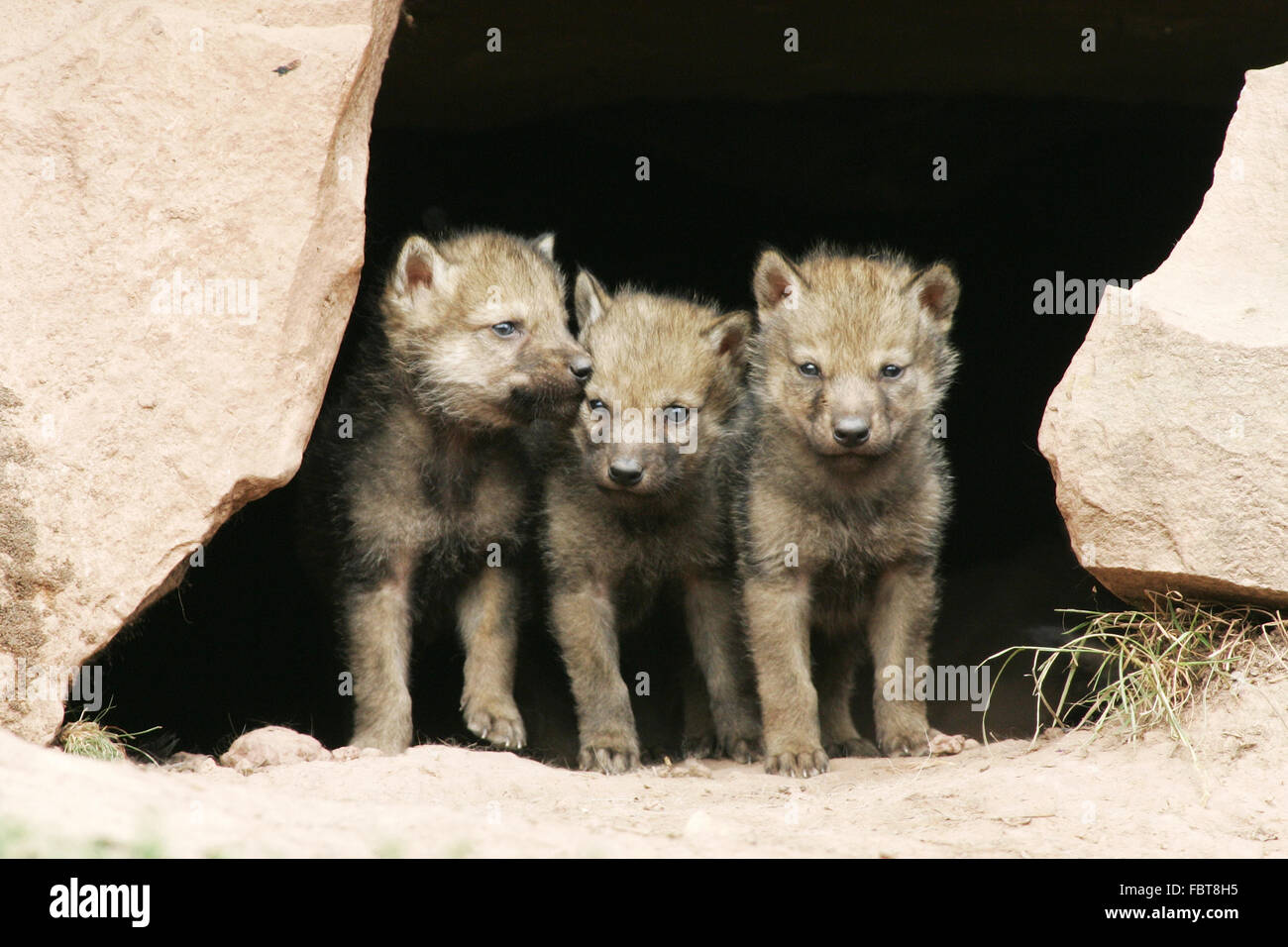 Wolf grauer wolf tier poster -Fotos und -Bildmaterial in hoher ...