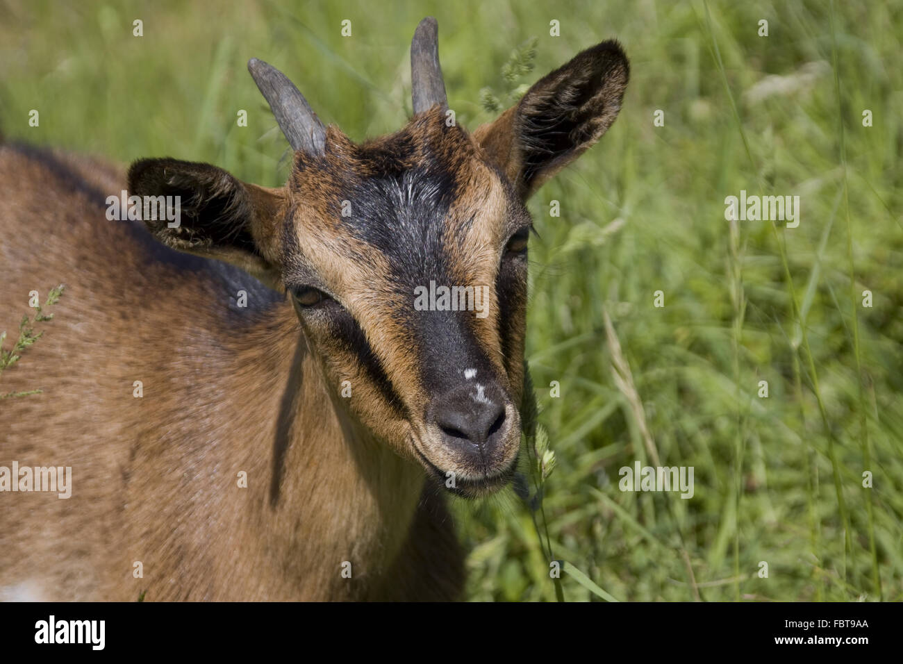 Geiss tier -Fotos und -Bildmaterial in hoher Auflösung – Alamy