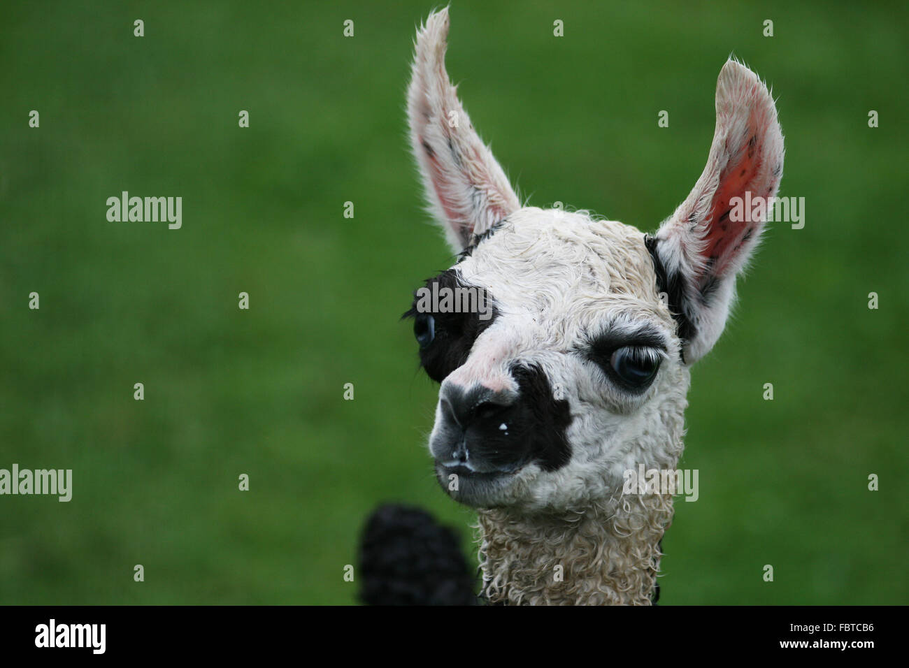 Lama spucken -Fotos und -Bildmaterial in hoher Auflösung – Alamy