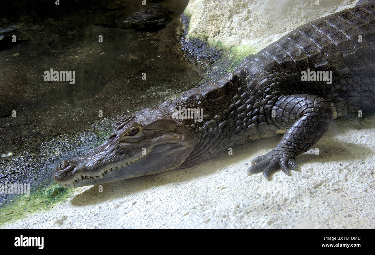 Panzer krokodil -Fotos und -Bildmaterial in hoher Auflösung – Alamy