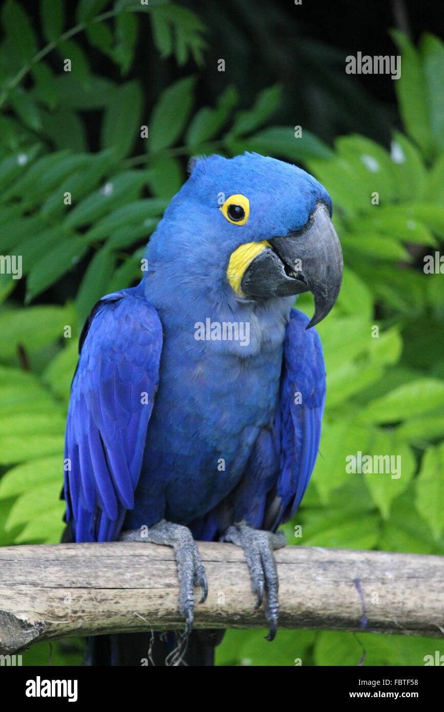 Hyacinthine macaws -Fotos und -Bildmaterial in hoher Auflösung – Alamy