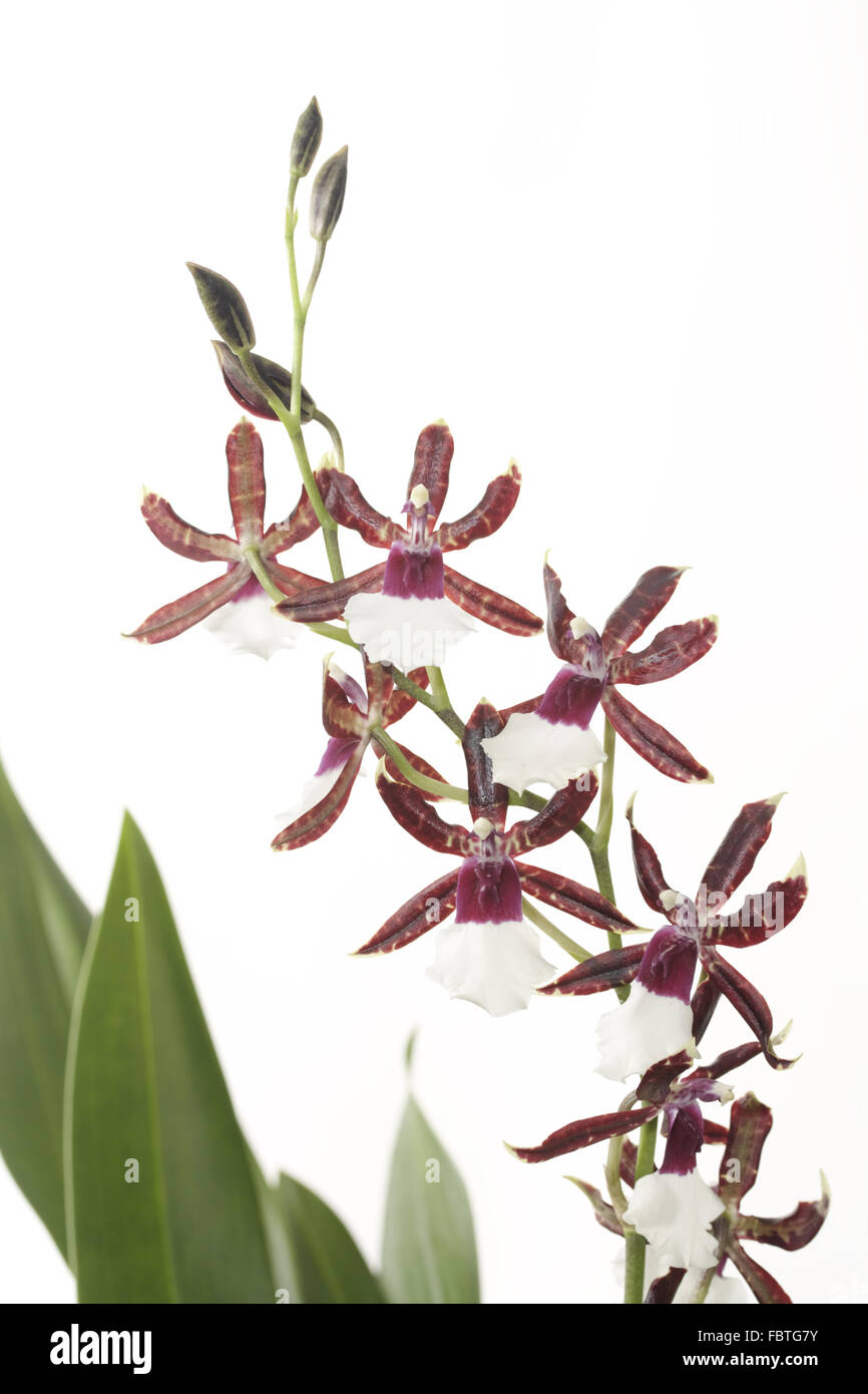 Orchid Flower Cambria Stockfotos und -bilder Kaufen - Seite 2 - Alamy