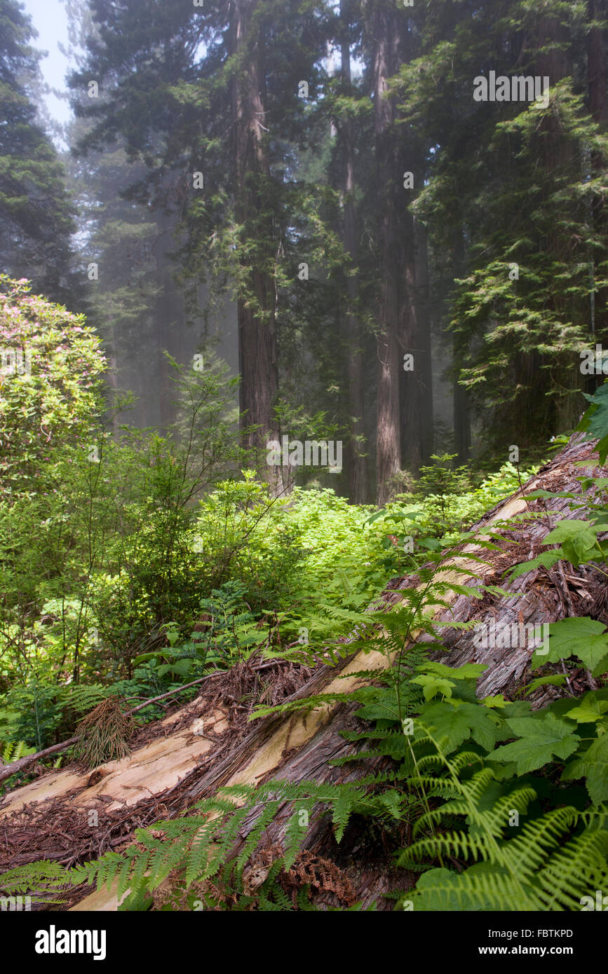 Farn baum wald -Fotos und -Bildmaterial in hoher Auflösung – Alamy