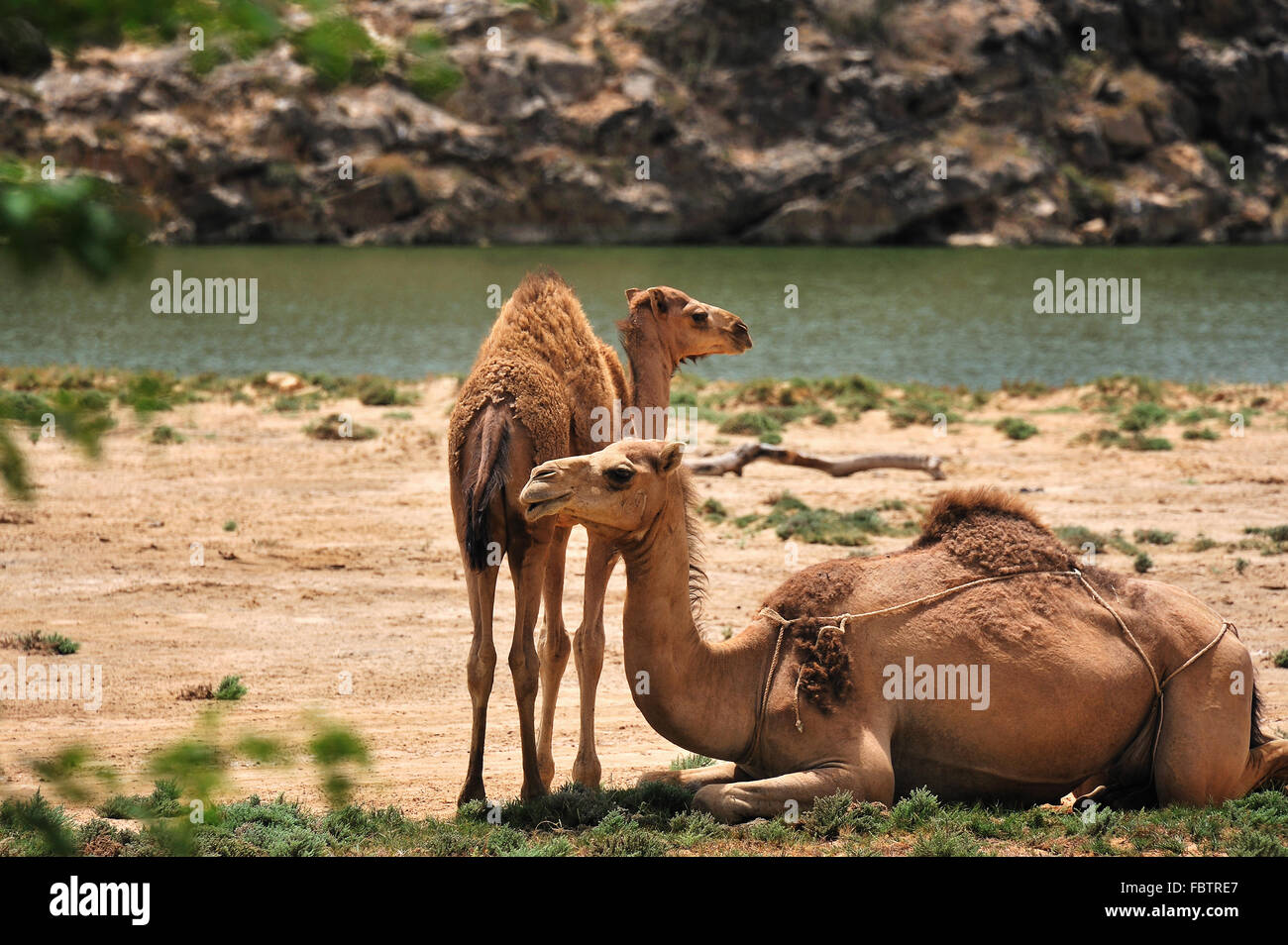 Camel family -Fotos und -Bildmaterial in hoher Auflösung – Alamy