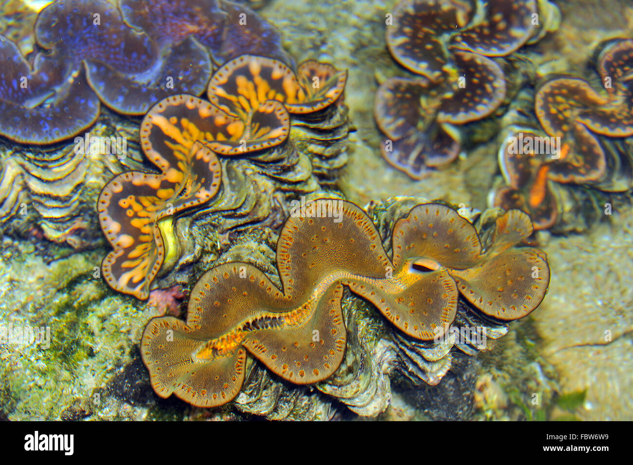 Giant mussel Stockfotos und -bilder Kaufen - Alamy