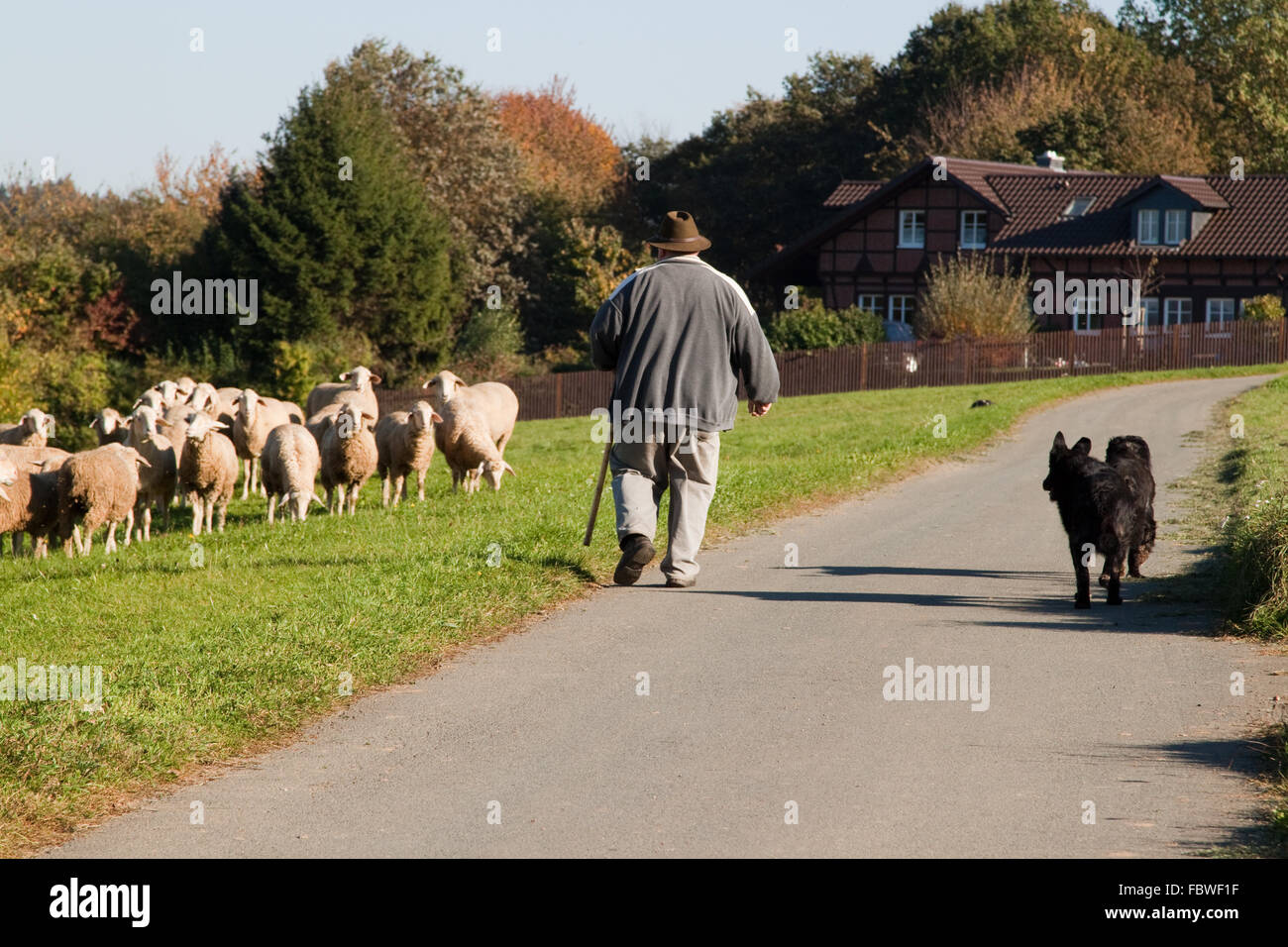 Hirte grasen Stockfotos und -bilder Kaufen - Alamy