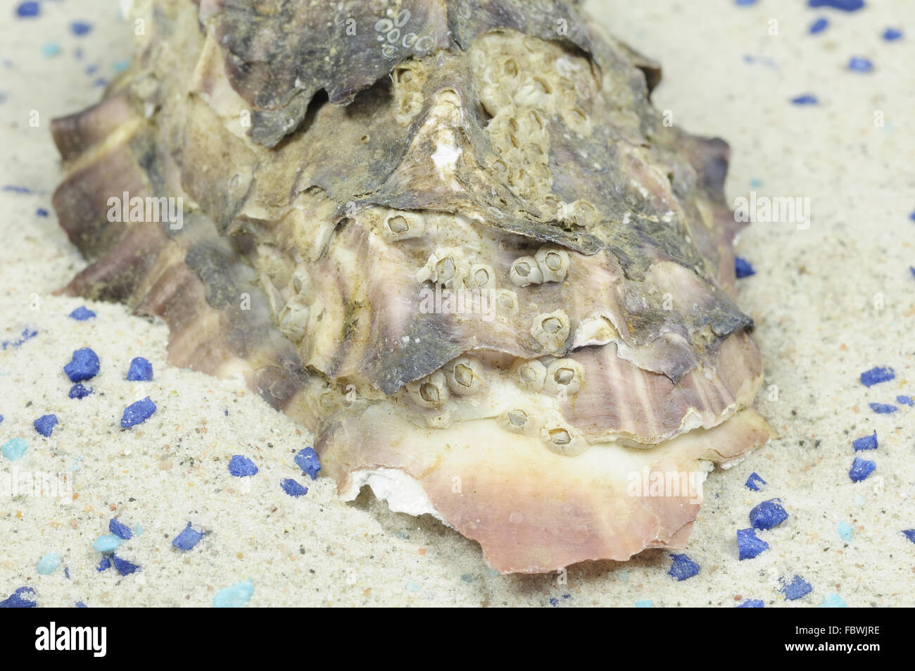 Pazifische auster -Fotos und -Bildmaterial in hoher Auflösung – Alamy