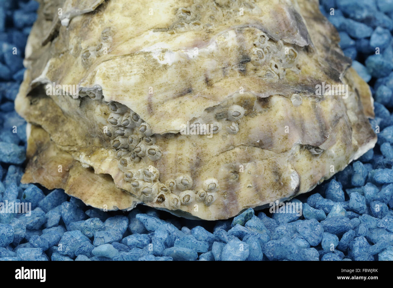 Pazifische auster -Fotos und -Bildmaterial in hoher Auflösung – Alamy