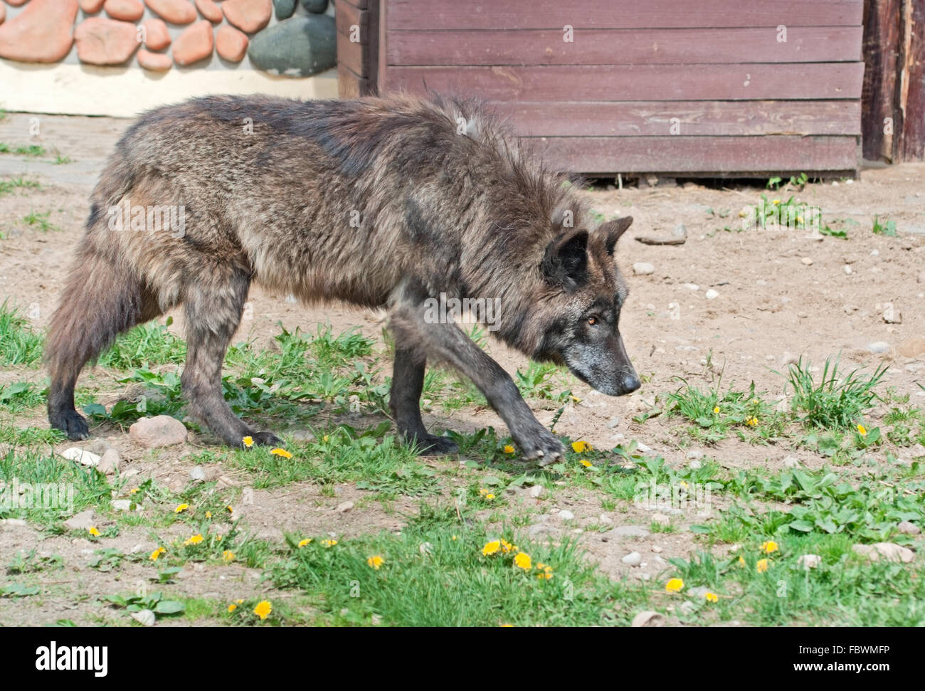 Yukon wolf -Fotos und -Bildmaterial in hoher Auflösung – Alamy