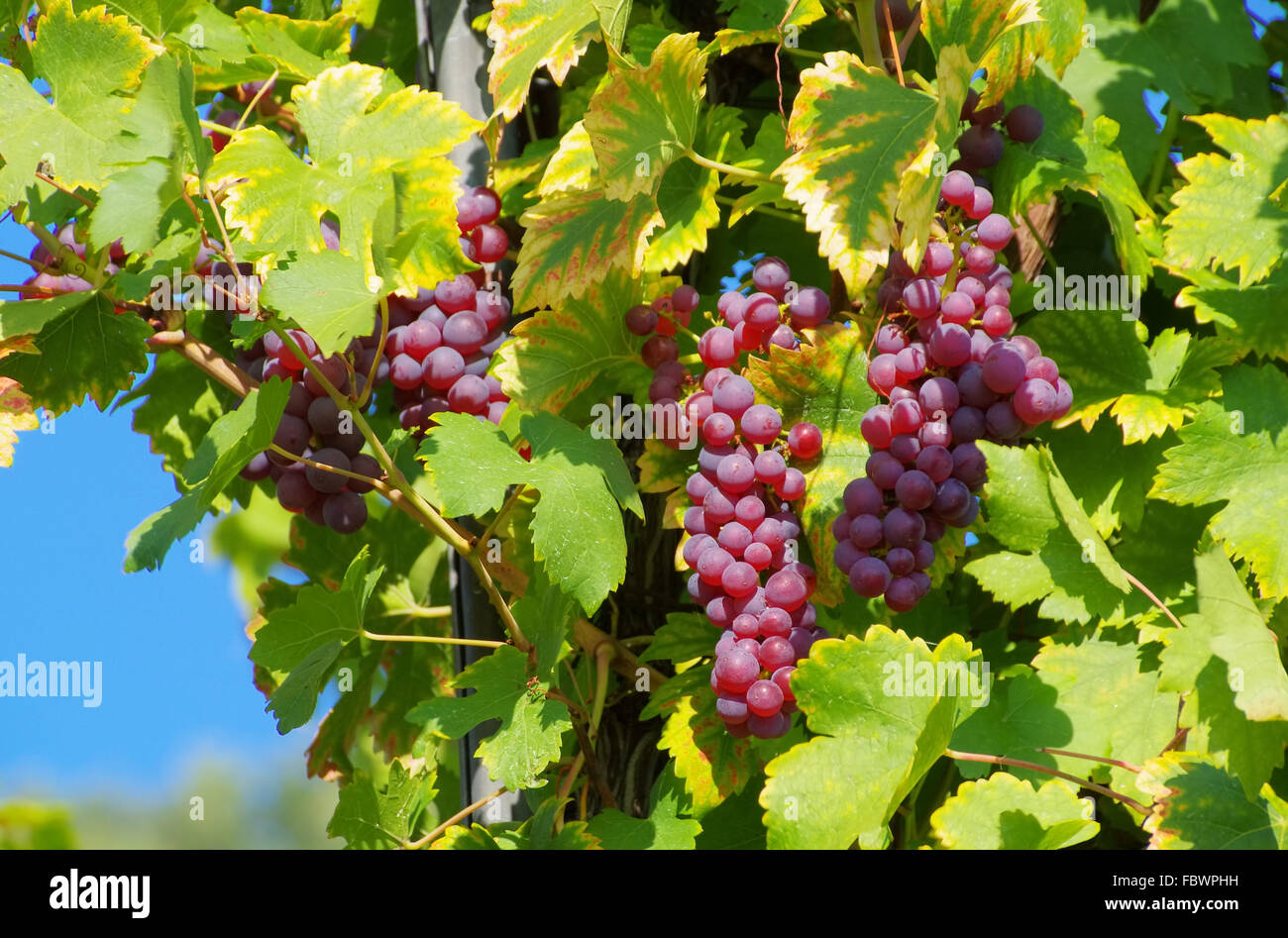 Rote traubentraube -Fotos und -Bildmaterial in hoher Auflösung – Alamy