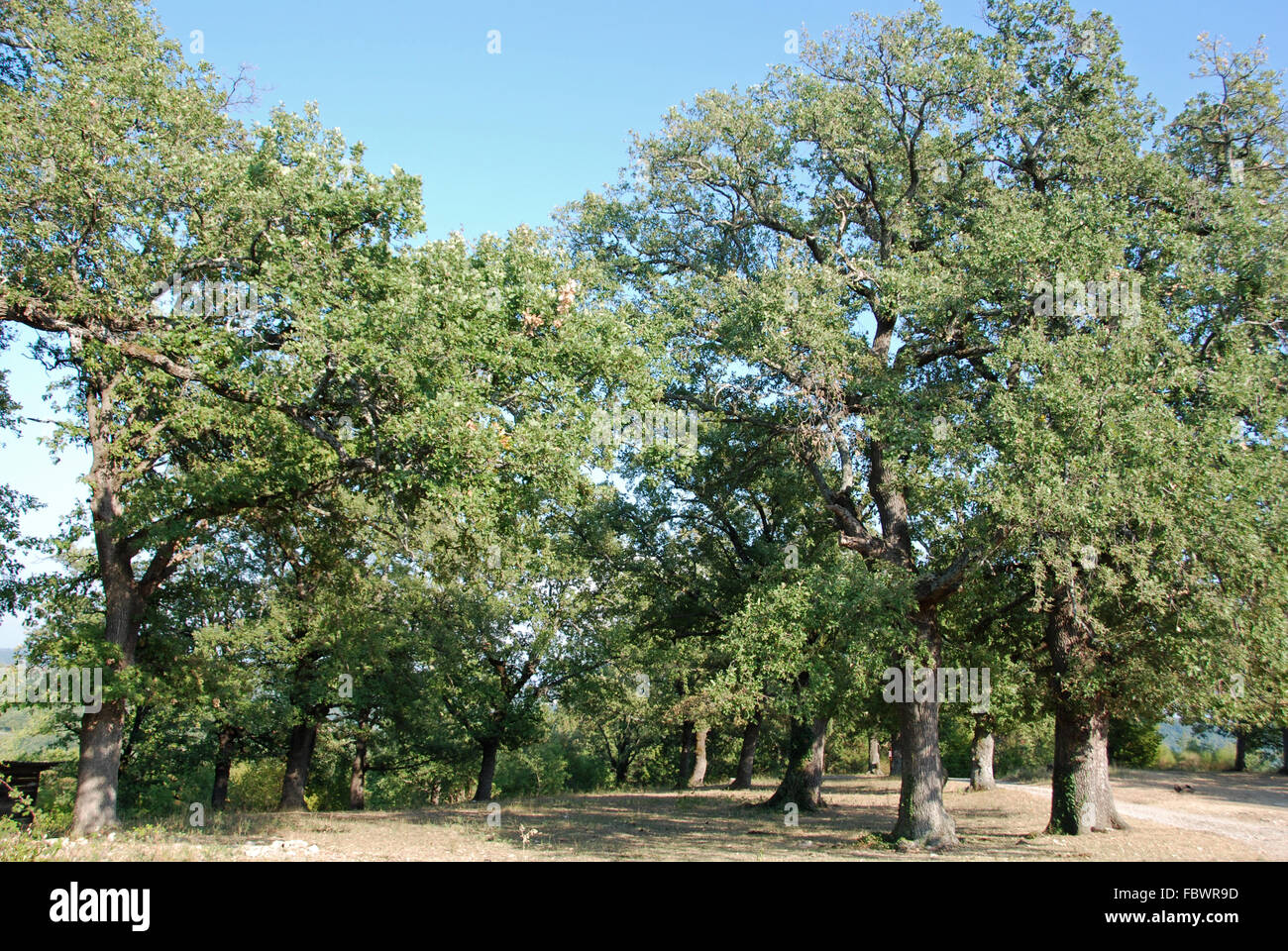 Eichen wald -Fotos und -Bildmaterial in hoher Auflösung – Alamy
